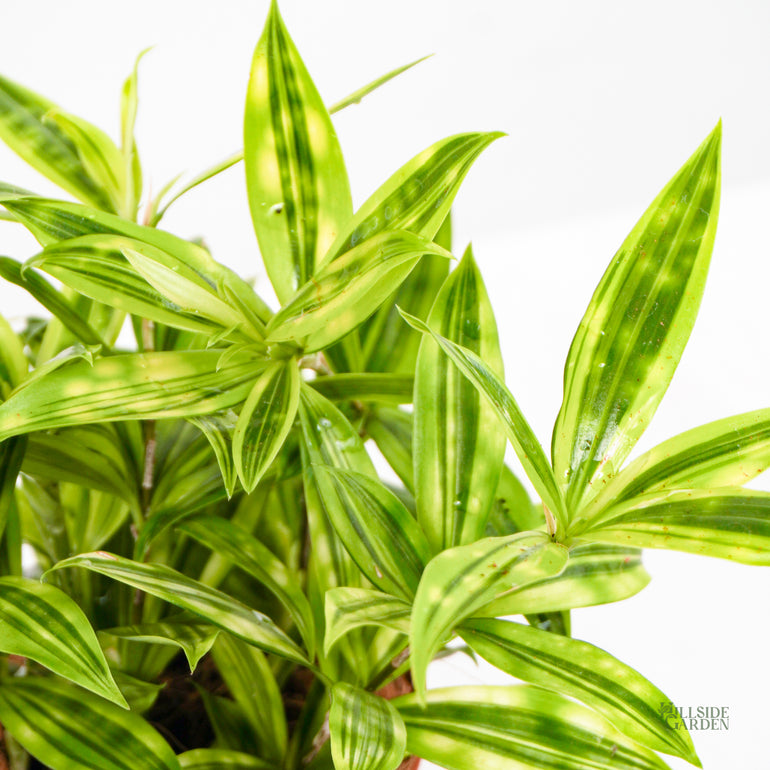 Low-light tolerant plants – Hillside Garden