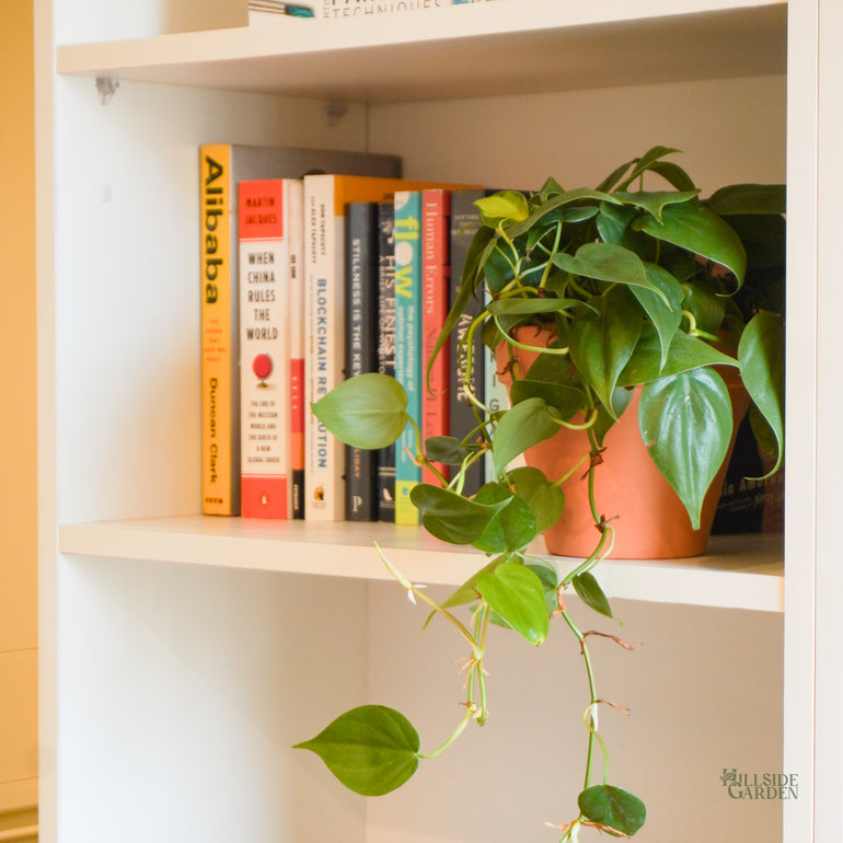Low-light tolerant plants – Hillside Garden