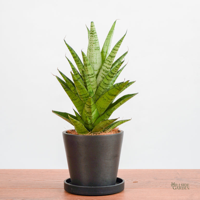 Low-light tolerant plants – Hillside Garden