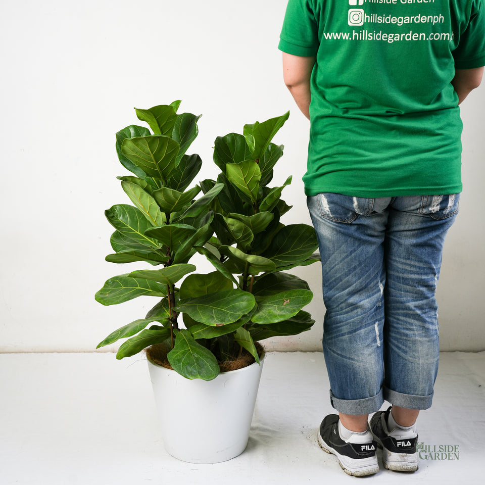 Fiddle Leaf Fig Classic 'Column' (L) – Hillside Garden