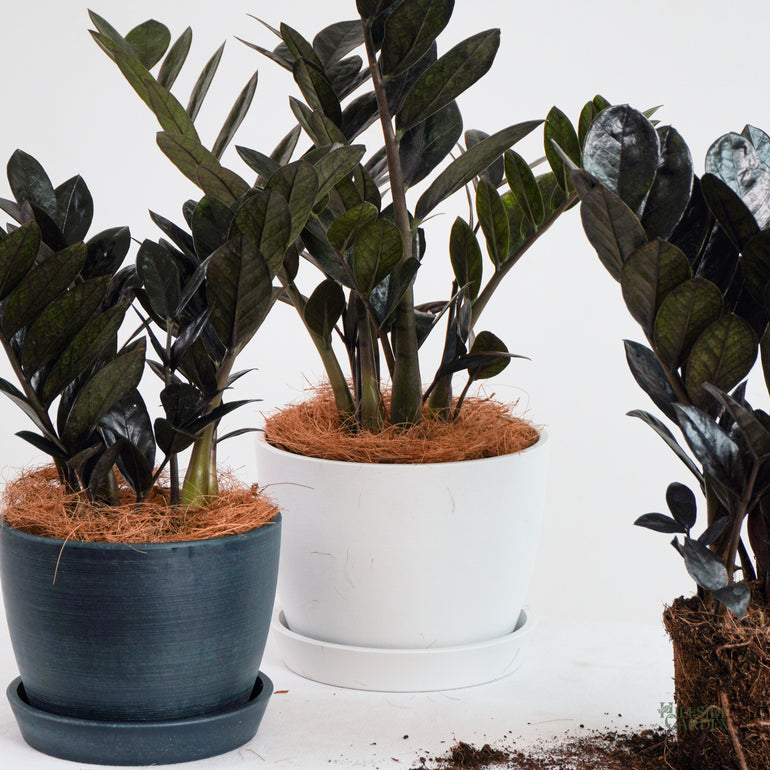 Low-light tolerant plants – Hillside Garden