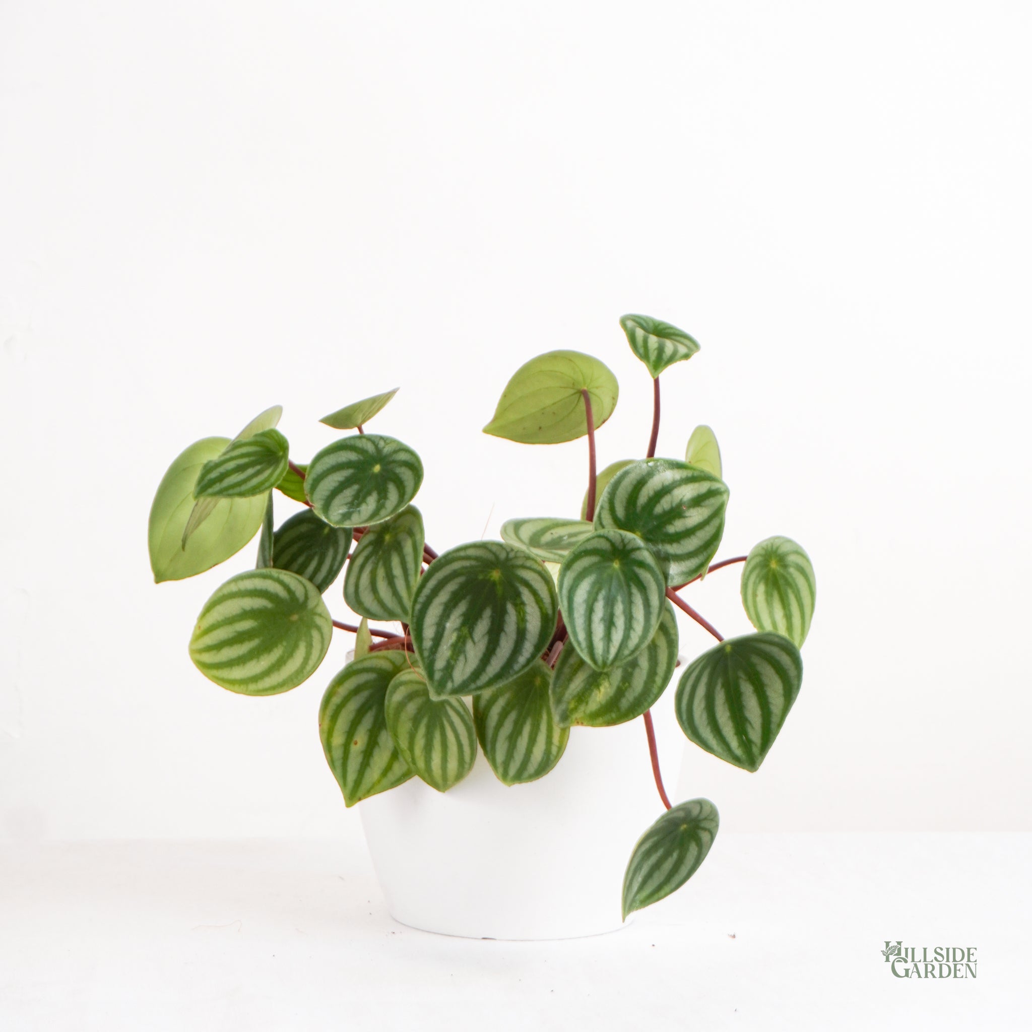 Pothos – Hillside Garden