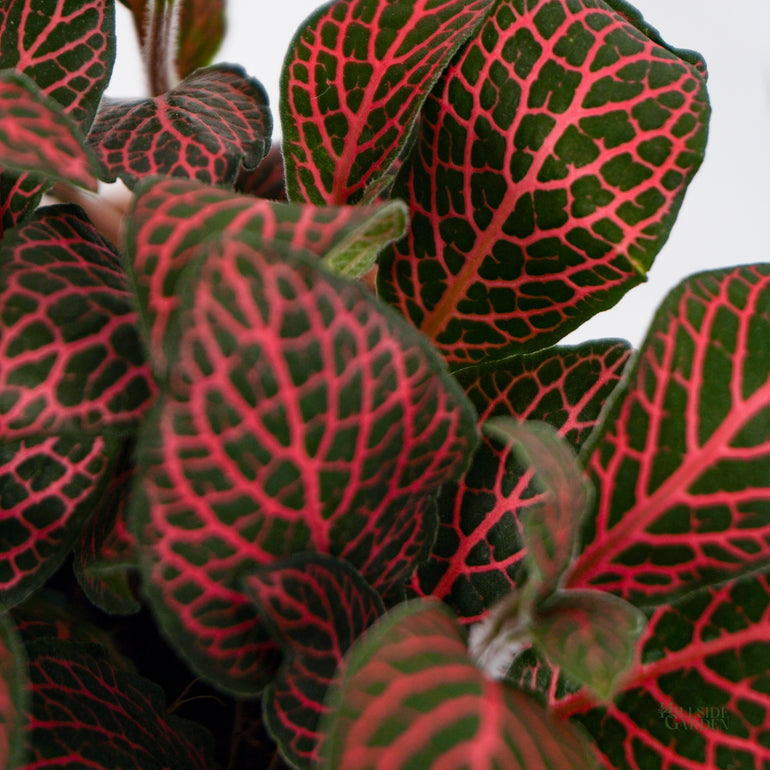 Low-light tolerant plants – Hillside Garden