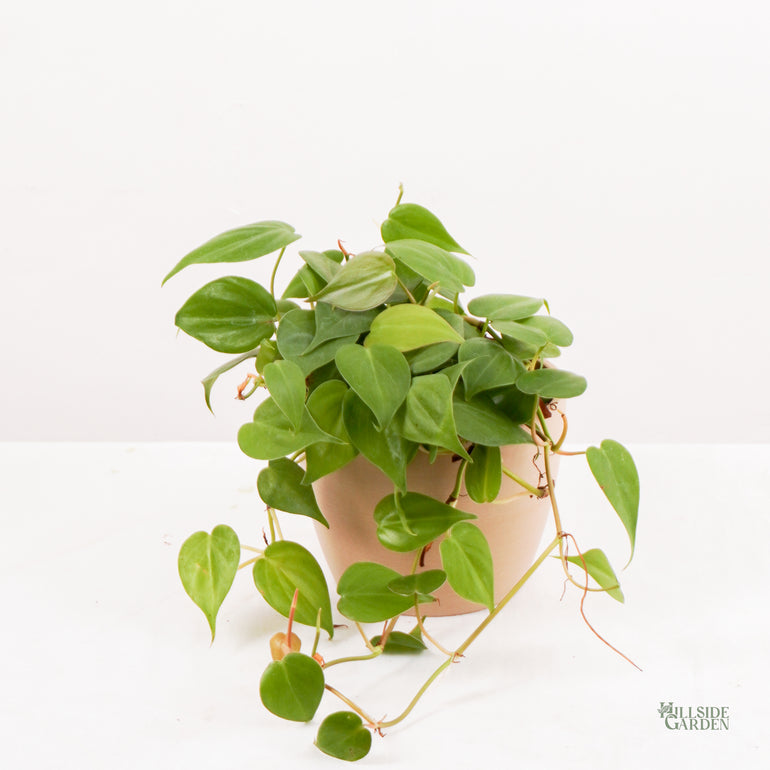 Low-light tolerant plants – Hillside Garden