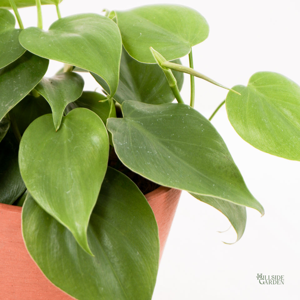 Heartleaf Philodendron (XS) – Hillside Garden