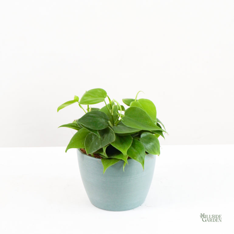 Low-light tolerant plants – Hillside Garden